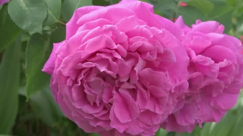 big beautiful cold pink color roses blos... | Stock Video | Pond5