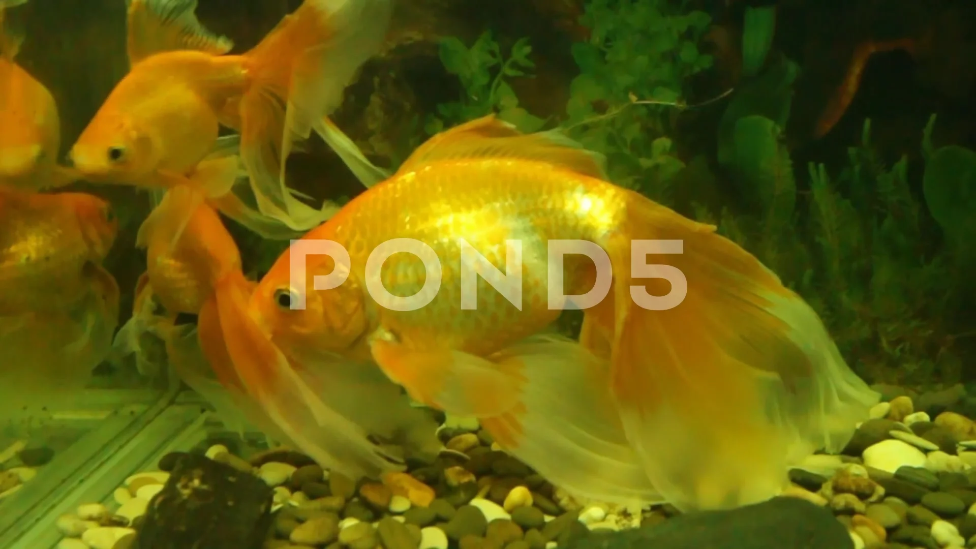 Fish Gold Swimming Yellow Goldfish Amazing Amazon