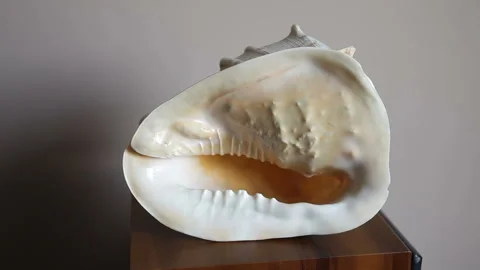Big beautiful sea shell helmet.Cassis co... | Stock Video | Pond5