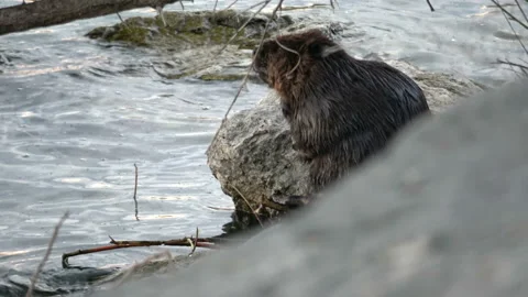 Big beaver drying its face and body as i... | Stock Video | Pond5