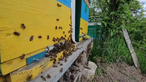 Big bee colony flying around hive,honeyb... | Stock Video | Pond5