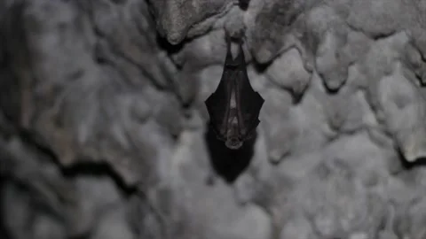 Big black bat sleeping upside down in a ... | Stock Video | Pond5