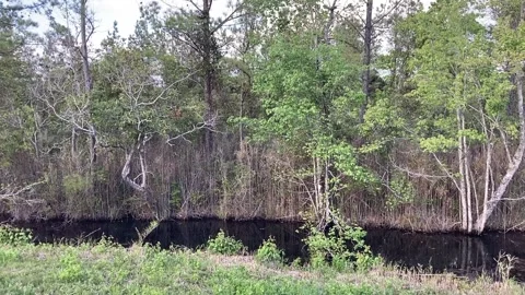 Black Bear Swamp Stock Video Footage | Royalty Free Black Bear Swamp ...