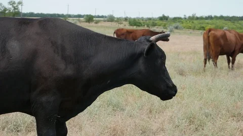 Big black cow standing and mooing with i... | Stock Video | Pond5