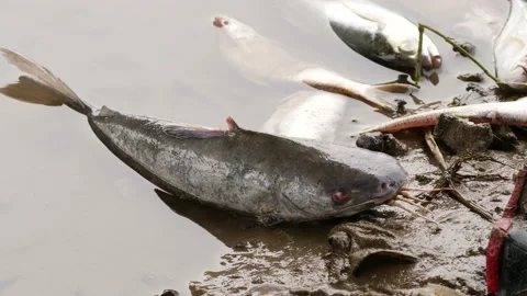 A big black dead catfish and other fishe... | Stock Video | Pond5