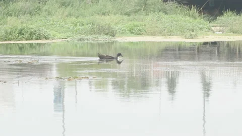 Cutem Down Waterfowl Stock Video Footage | Royalty Free Cutem Down ...