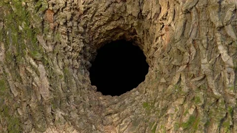 big black hole in the tree, tree hole bi... | Stock Video | Pond5