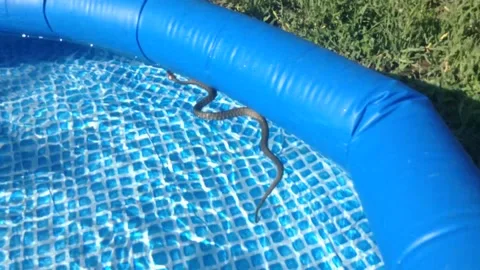 Snake In Pool Stock Footage ~ Royalty Free Stock Videos | Pond5