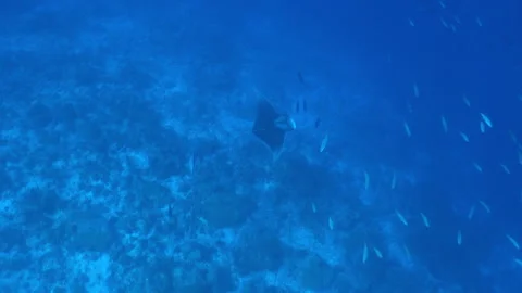 Big Black Oceanic Manta fish floating on... | Stock Video | Pond5