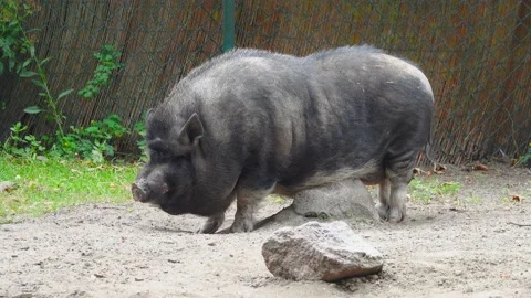 big black pig scratching its belly on a ... | Stock Video | Pond5