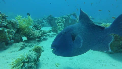 Big blue fish in the red sea eats corals... | Stock Video | Pond5