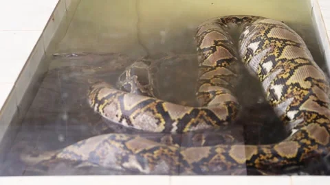 A big boa, python moves its head after t... | Stock Video | Pond5