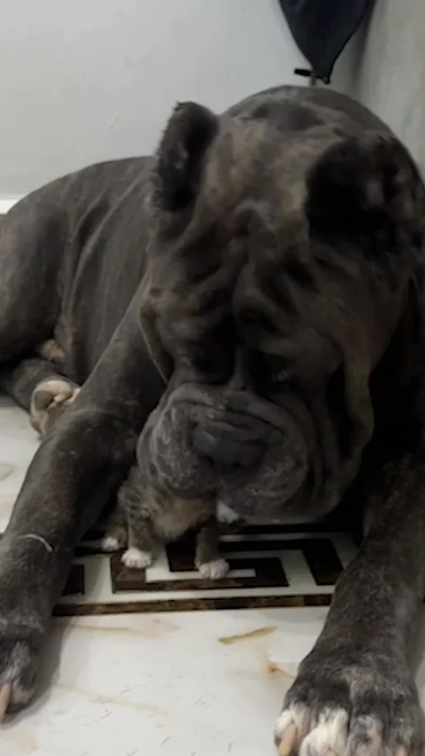 Brother Sis Stock Videos – Royalty-Free HD & 4K Videos