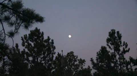 Bat Flying Motion Stock Videos – Royalty-Free HD & 4K Videos