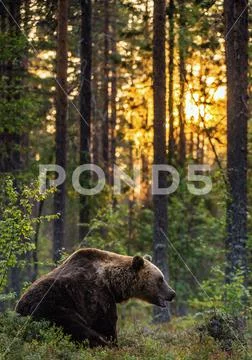 Big brown bear with backlit. Sunset forest in background. ~ Premium ...