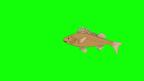 Chroma Fish Stock Footage ~ Royalty Free Stock Videos | Pond5