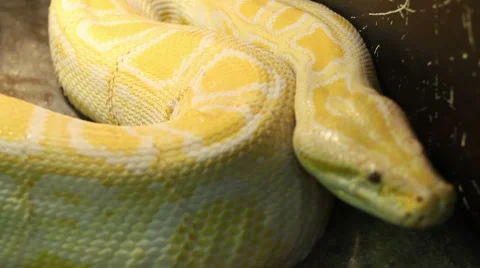 Python Stock Footage ~ Royalty Free Stock Videos | Pond5