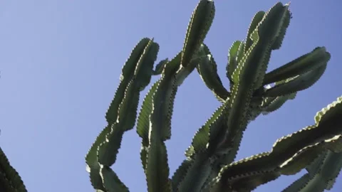 Big Cactus Tree with Clear Blue Sky | Stock Video | Pond5