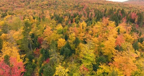 Big Canadian forest filmed in autumn dur... | Stock Video | Pond5