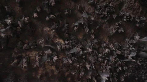 Big cave wall of flying foxes scattering... | Stock Video | Pond5