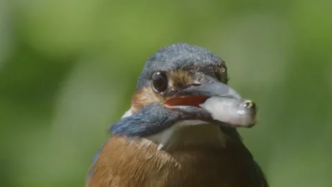 Fish Big Head Stock Videos – Royalty-Free HD & 4K Videos | Pond5