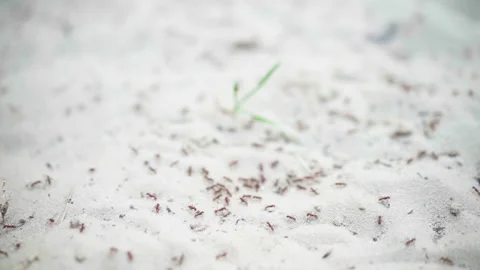 Insect Migration Stock Footage ~ Royalty Free Stock Videos | Pond5