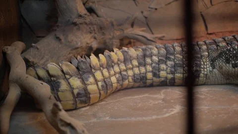 Big Crocodile in terrarium. (Cayman. All... | Stock Video | Pond5