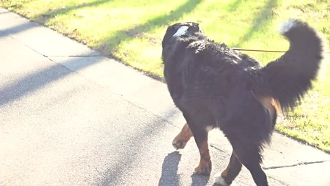 Big Dog on a Walk | Stock Video | Pond5