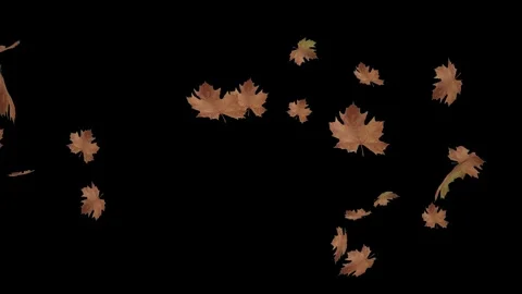 Big Dried falling leaves isolated with a... | Stock Video | Pond5