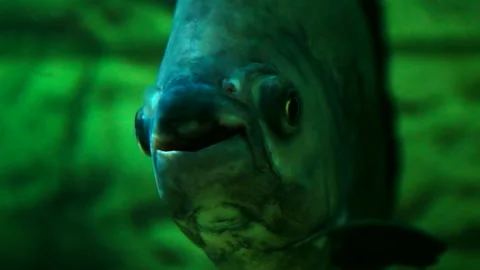 big exotic fish swims in the aquarium.cl... | Stock Video | Pond5