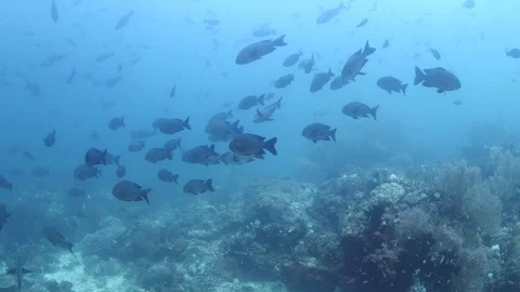 big eye snapper fish underwater on coral... | Stock Video | Pond5