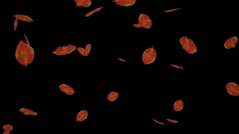 Big falling red leaves loop isolated wit... | Stock Video | Pond5