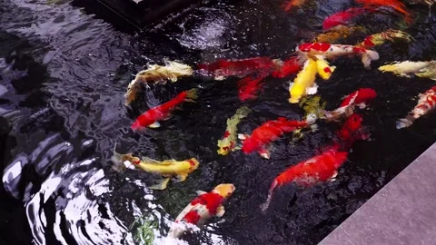 The big fancy colorful variety of orname... | Stock Video | Pond5