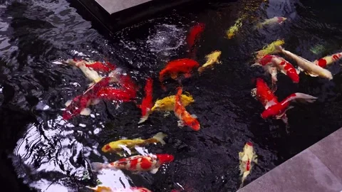 The big fancy colorful variety of orname... | Stock Video | Pond5