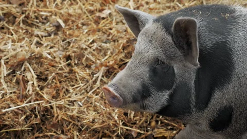 A big fat boar on a pig farm looks at th... | Stock Video | Pond5