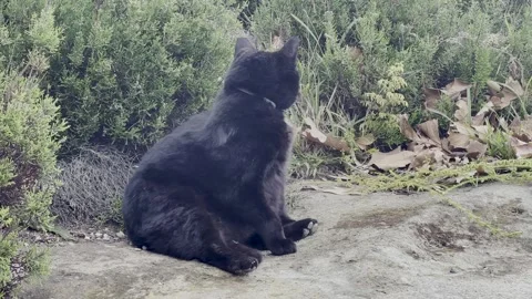 Big Fat Grumpy Black Cat Kitty sitting i... | Stock Video | Pond5