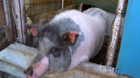 Fat Pig Ugly Stock Videos – Royalty-Free HD & 4K Videos | Pond5