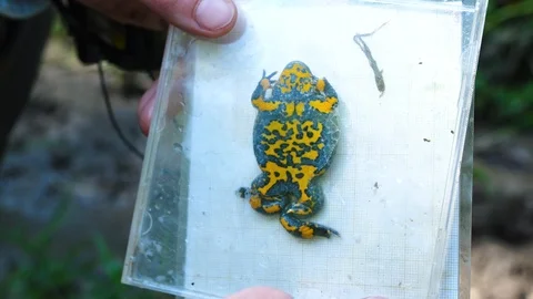 Big female yellow bellied toad in a CD c... | Stock Video | Pond5