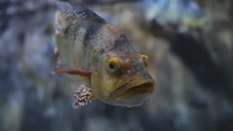 Big Bulges Stock Video Footage | Royalty Free Big Bulges Videos | Pond5