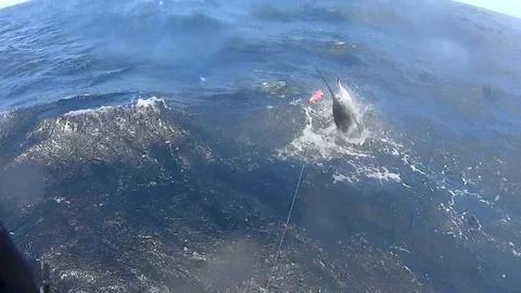 Big fish on the end of the line from the... | Stock Video | Pond5