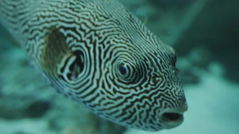 The big fish pattern on the body similar... | Stock Video | Pond5