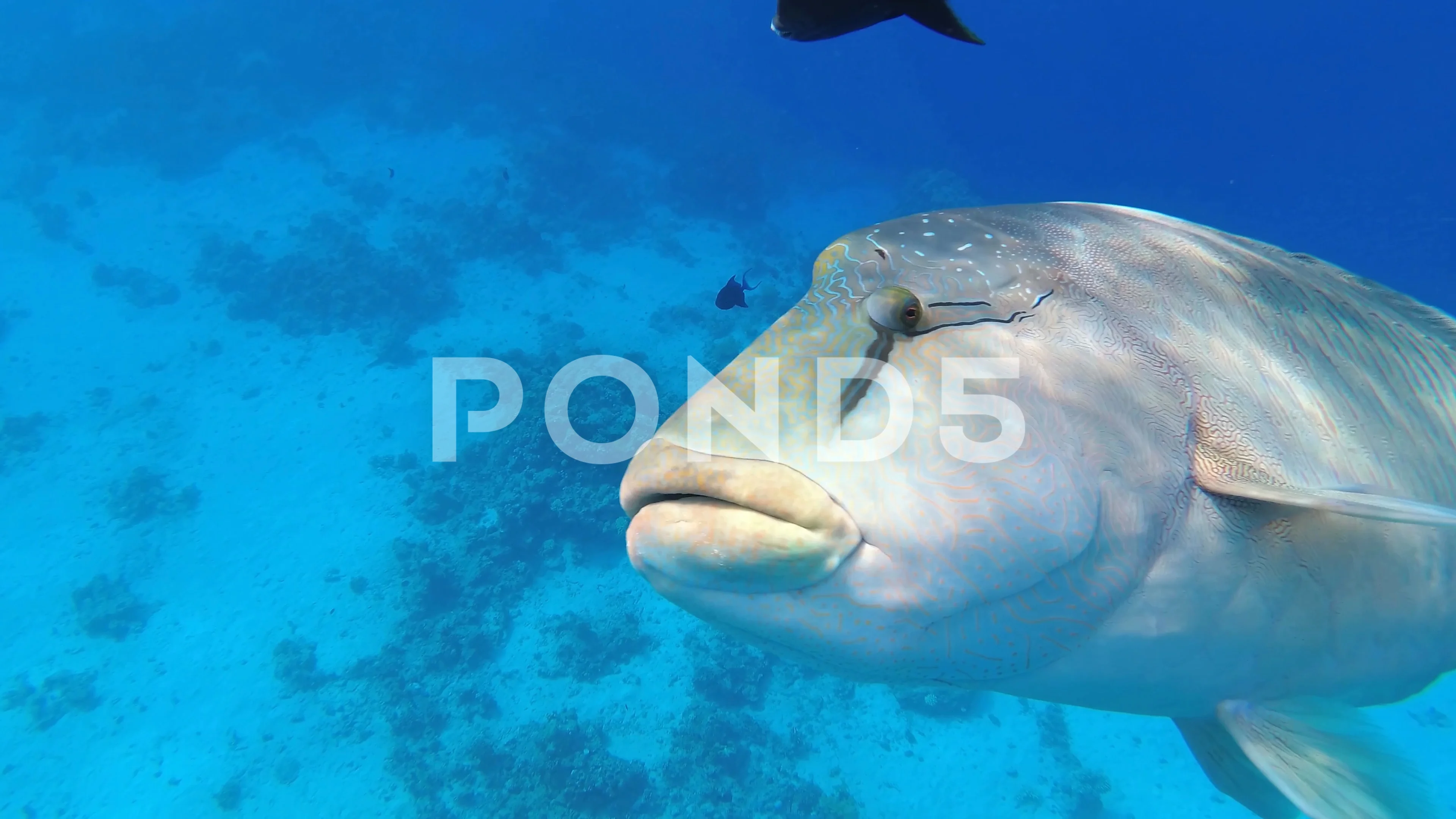 Underwater Scenes With Fish