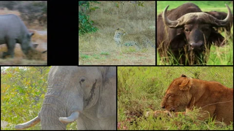 big five collage montage wild animals 4... | Stock Video | Pond5