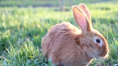 Rabbit Stock Video Footage | Royalty Free Rabbit Videos | Pond5