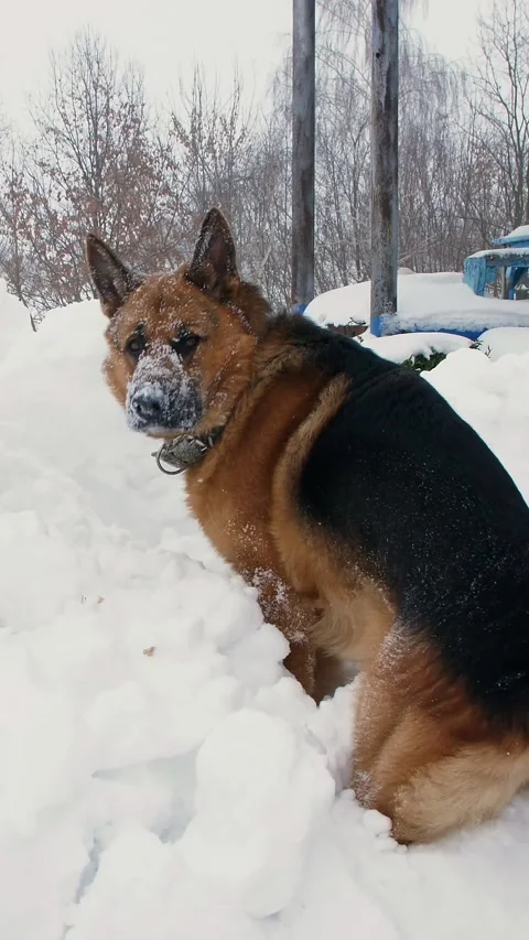 German Shepherd Skin Stock Videos – Royalty-Free HD & 4K Videos