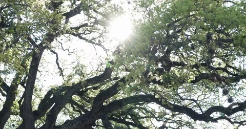 Live Leaves Stock Videos – Royalty-Free HD & 4K Videos | Pond5