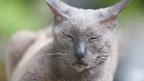 Waif and Stray Stock Video Footage | Royalty Free Waif and Stray Videos ...