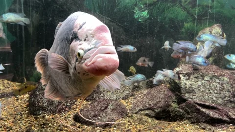 Marine Fish With Thick Lips | Lipstutorial.org