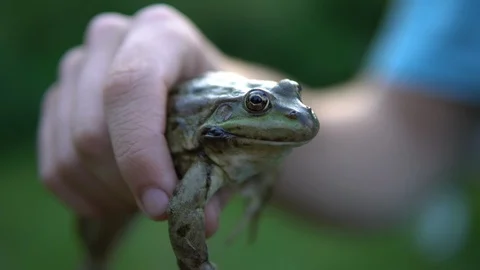 A big green toad in a man's hand. Toad d... | Stock Video | Pond5