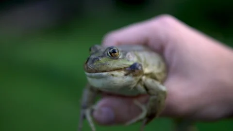 A big green toad in a man's hand. Toad d... | Stock Video | Pond5